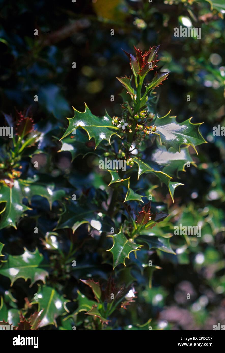 Holly bush leaves hi-res stock photography and images - Alamy