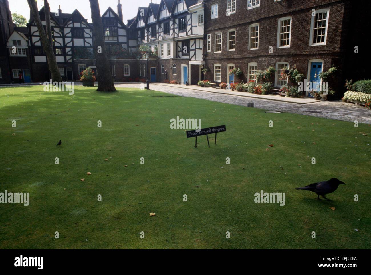London England Raven on Tower Green by The Queens House on the inner ...