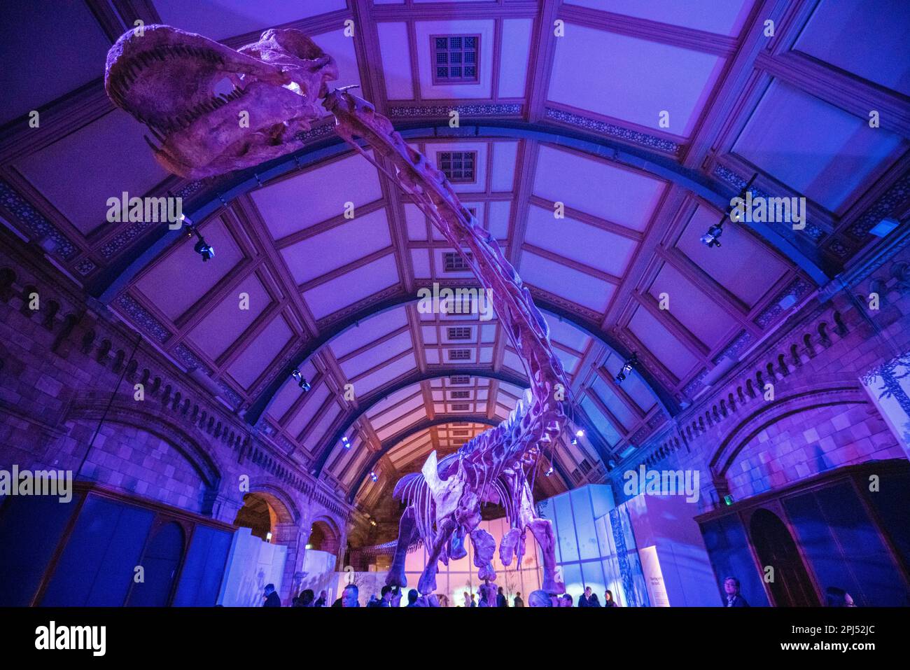 London UK 31 March 2023. A replica skeleton of a Patagotitan dinosaur ...