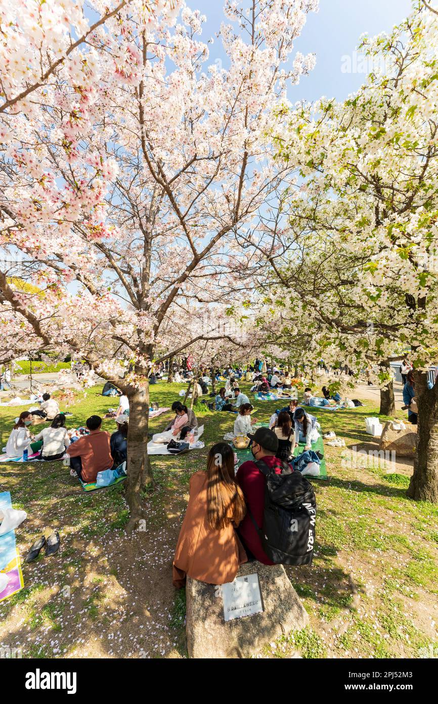 Japanese springtime at Osaka Castle Park. Many groups of people ...
