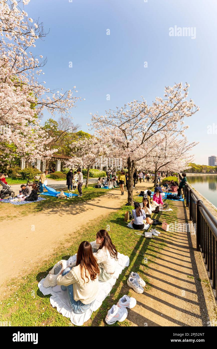 Japanese springtime at Osaka Castle Park. Many groups of people ...