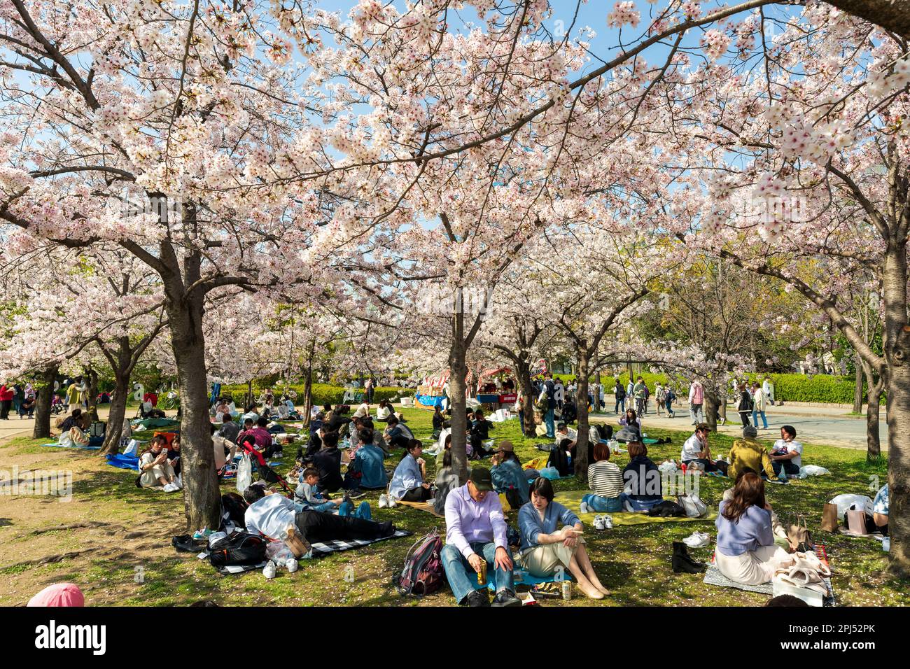 Japanese springtime at Osaka Castle Park. Many groups of people ...