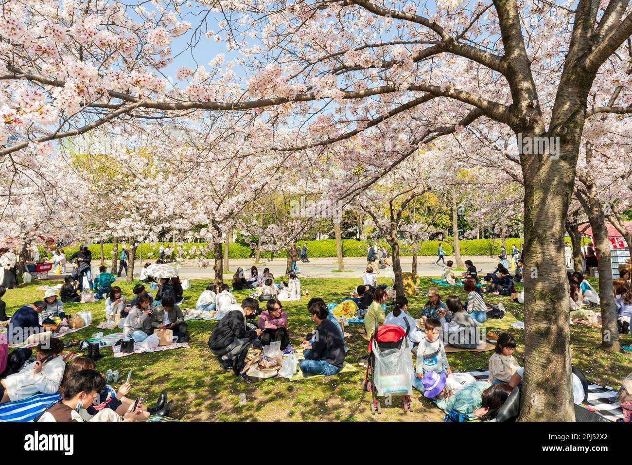Japanese springtime at Osaka Castle Park. Many groups of people ...