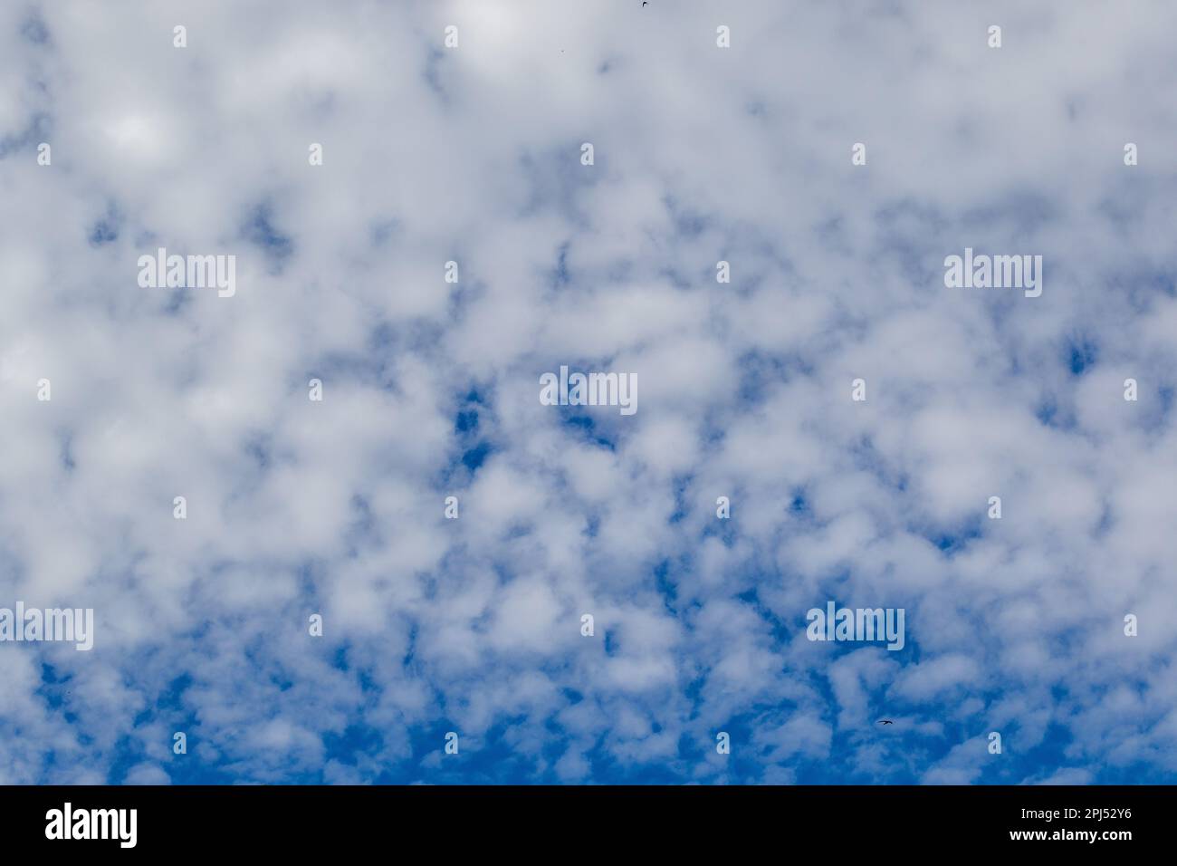 White puff ball shaped clouds in a blue sky Stock Photo - Alamy