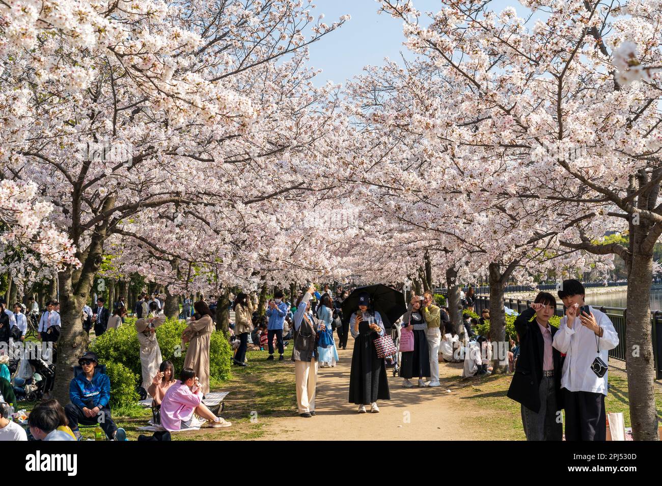 Japanese springtime at Osaka Castle Park. Many groups of people ...