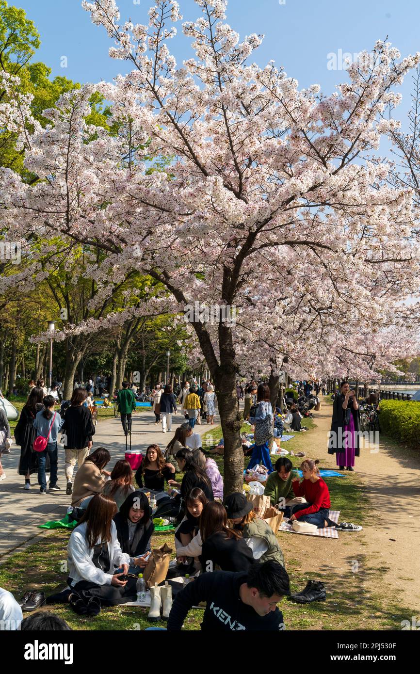Japanese springtime at Osaka Castle Park. Many groups of people ...