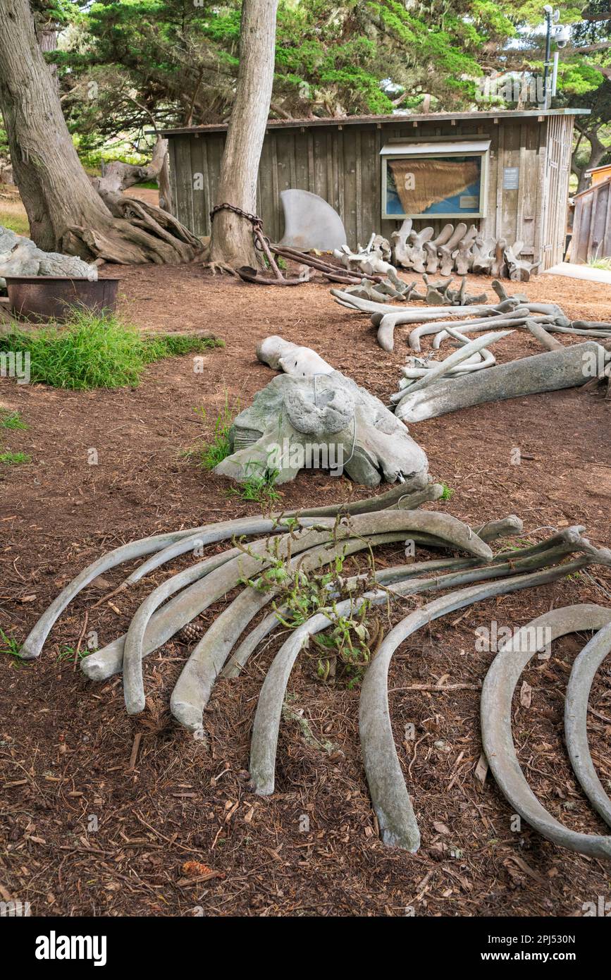 Monterey california point lobos whale hi-res stock photography and ...