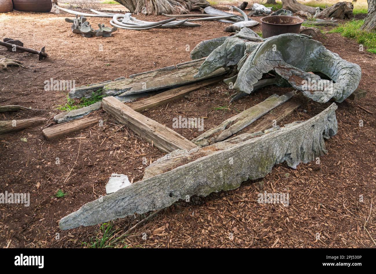 Monterey california point lobos whale hi-res stock photography and ...
