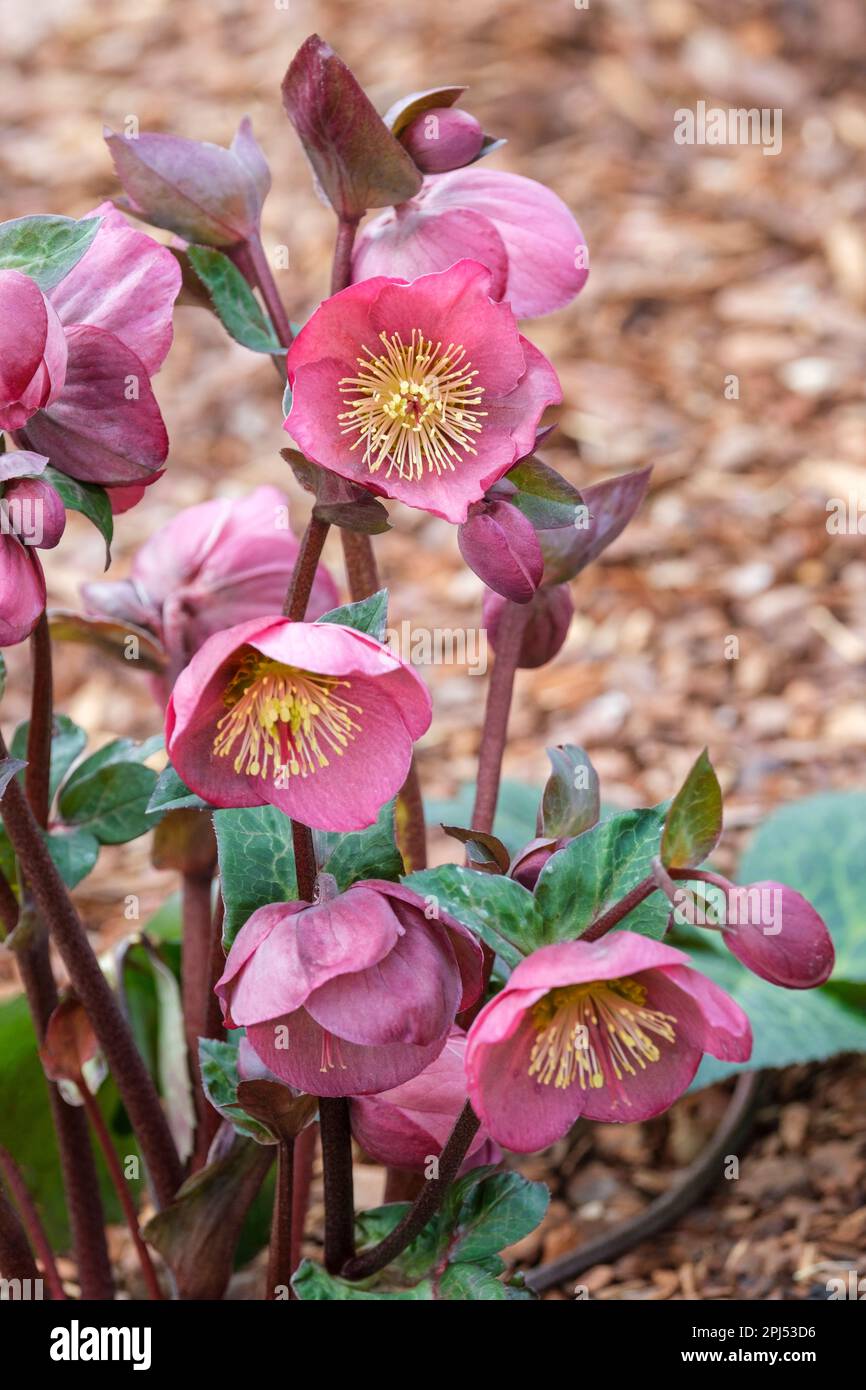 Helleborus Penny's Pink, Helleborus Abcrd01, pink flowers, foliage with ...