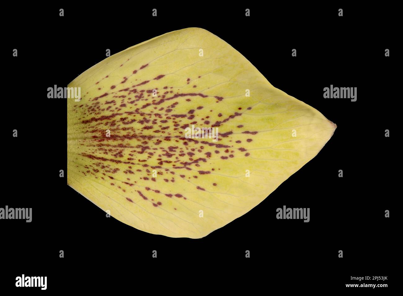 Petaloid sepal hi-res stock photography and images - Alamy