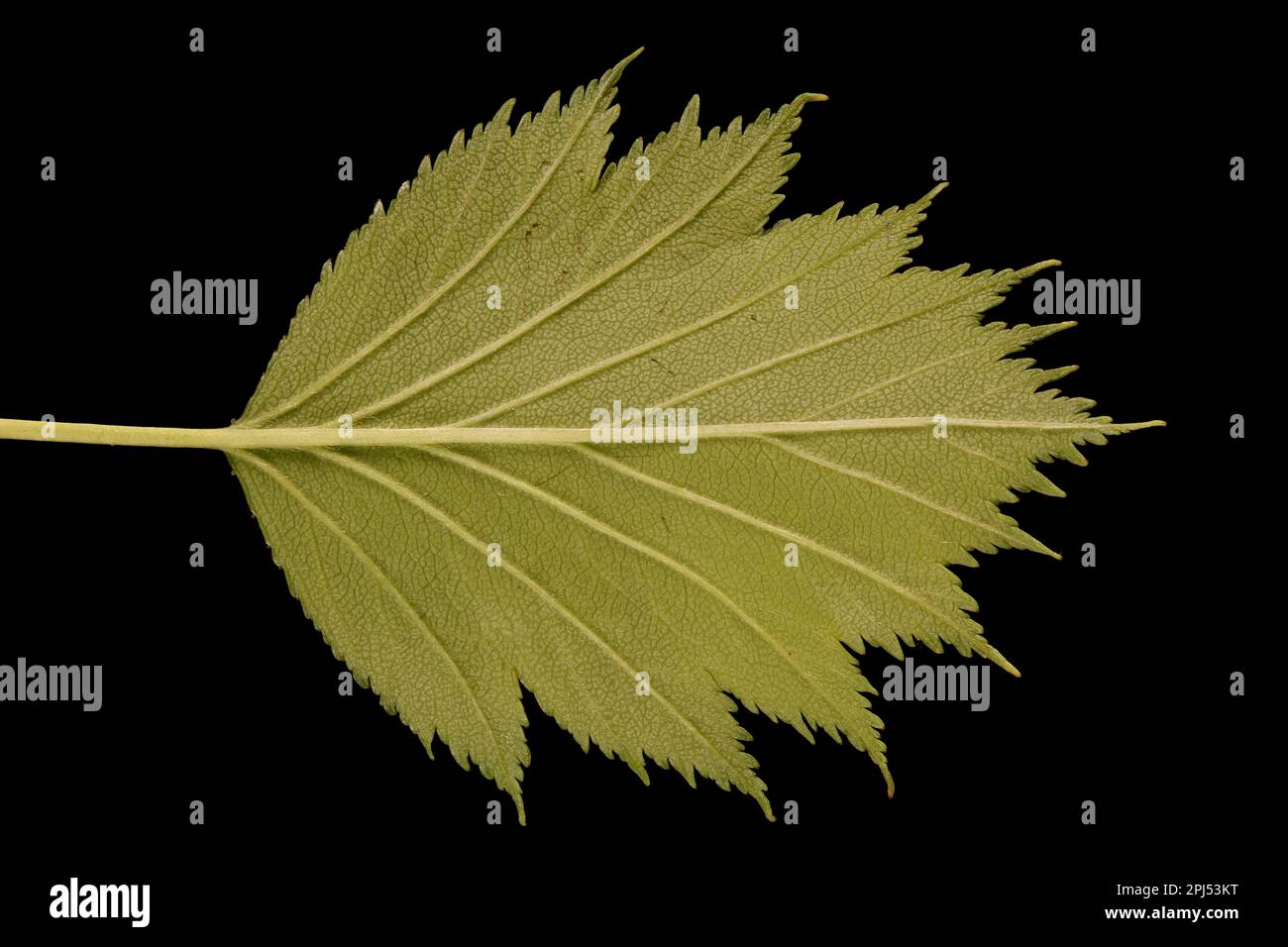 Fan-Leaved Hawthorn (Crataegus flabellata). Leaf Closeup Stock Photo ...