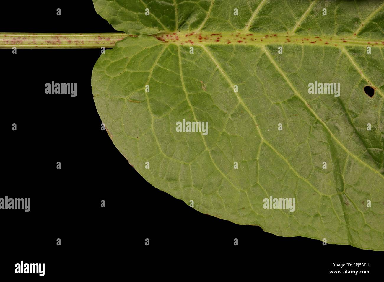 Broad-Leaved Dock (Rumex obtusifolius subsp. obtusifolius). Basal Leaf ...