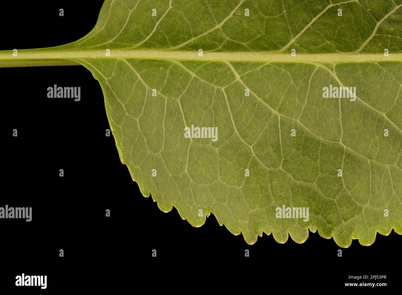 Basal leaf hi-res stock photography and images - Alamy