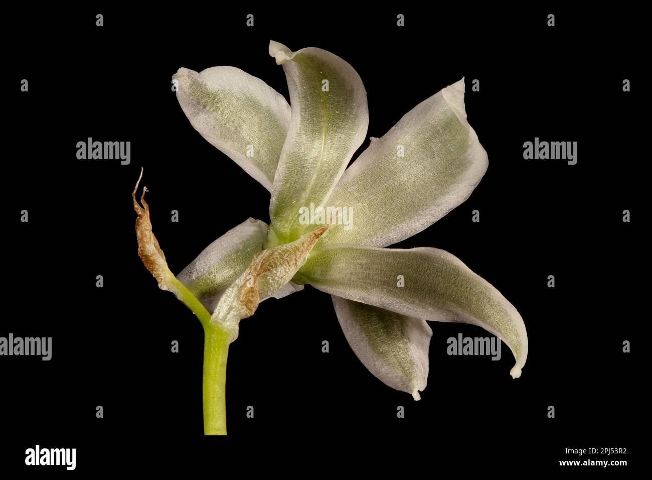 Drooping star of bethlehem hi-res stock photography and images - Alamy