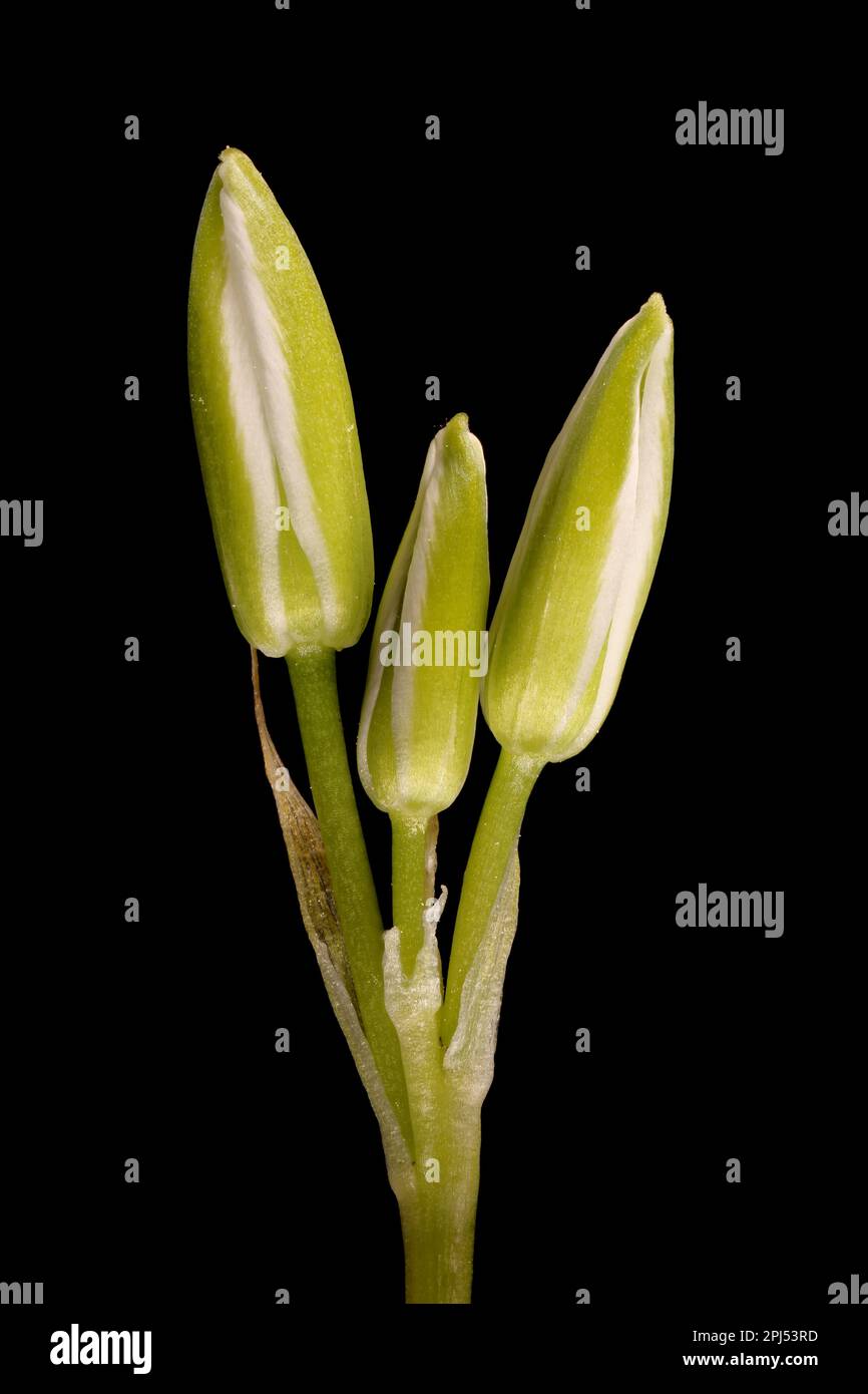 Immature lady hi-res stock photography and images - Alamy