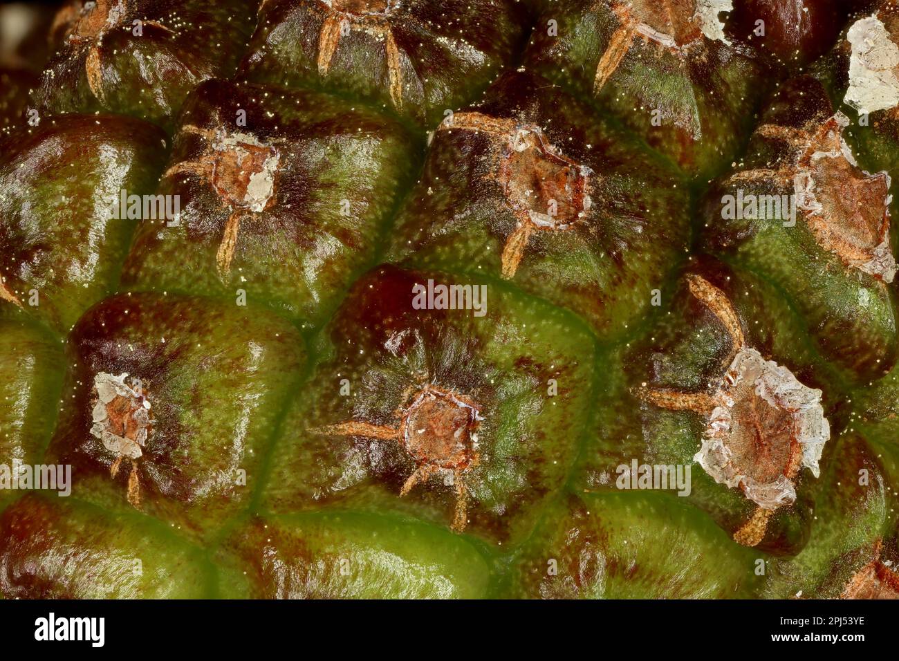 Immature pine cone hi-res stock photography and images - Alamy