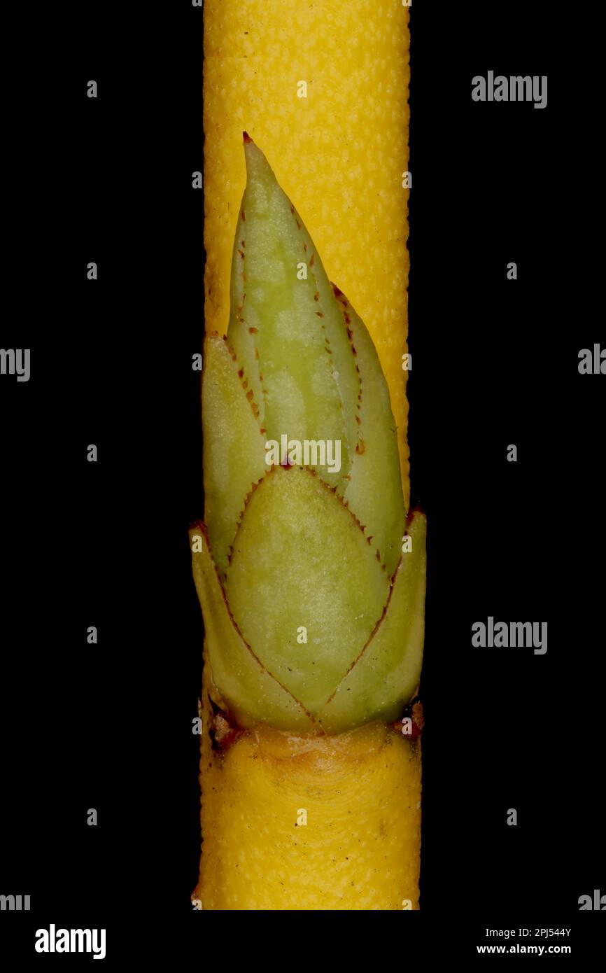 Lateral buds hi-res stock photography and images - Alamy
