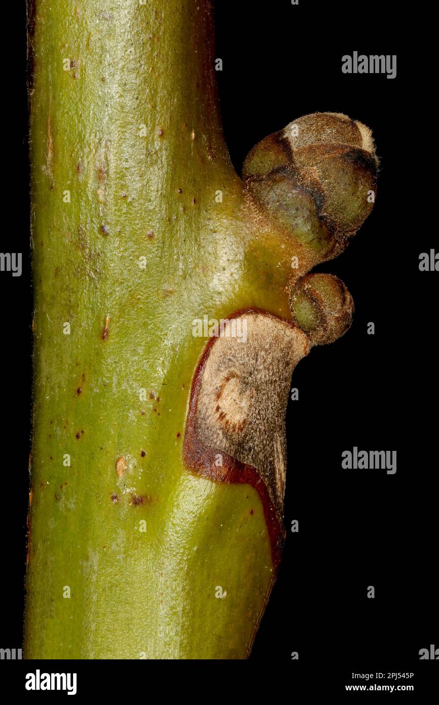 Walnut (Juglans regia). Lateral Bud Closeup Stock Photo - Alamy