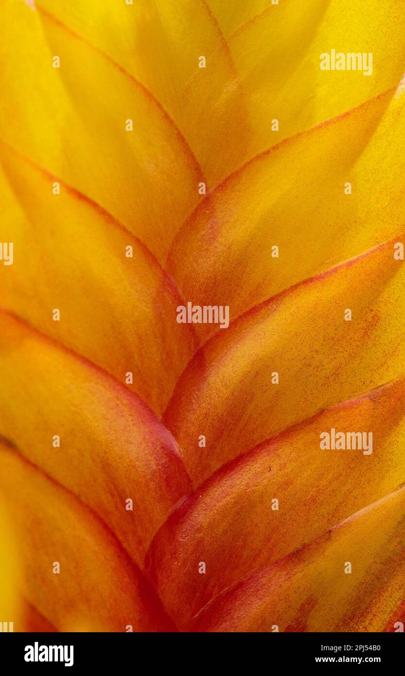 Extraordinary macro hi-res stock photography and images - Alamy