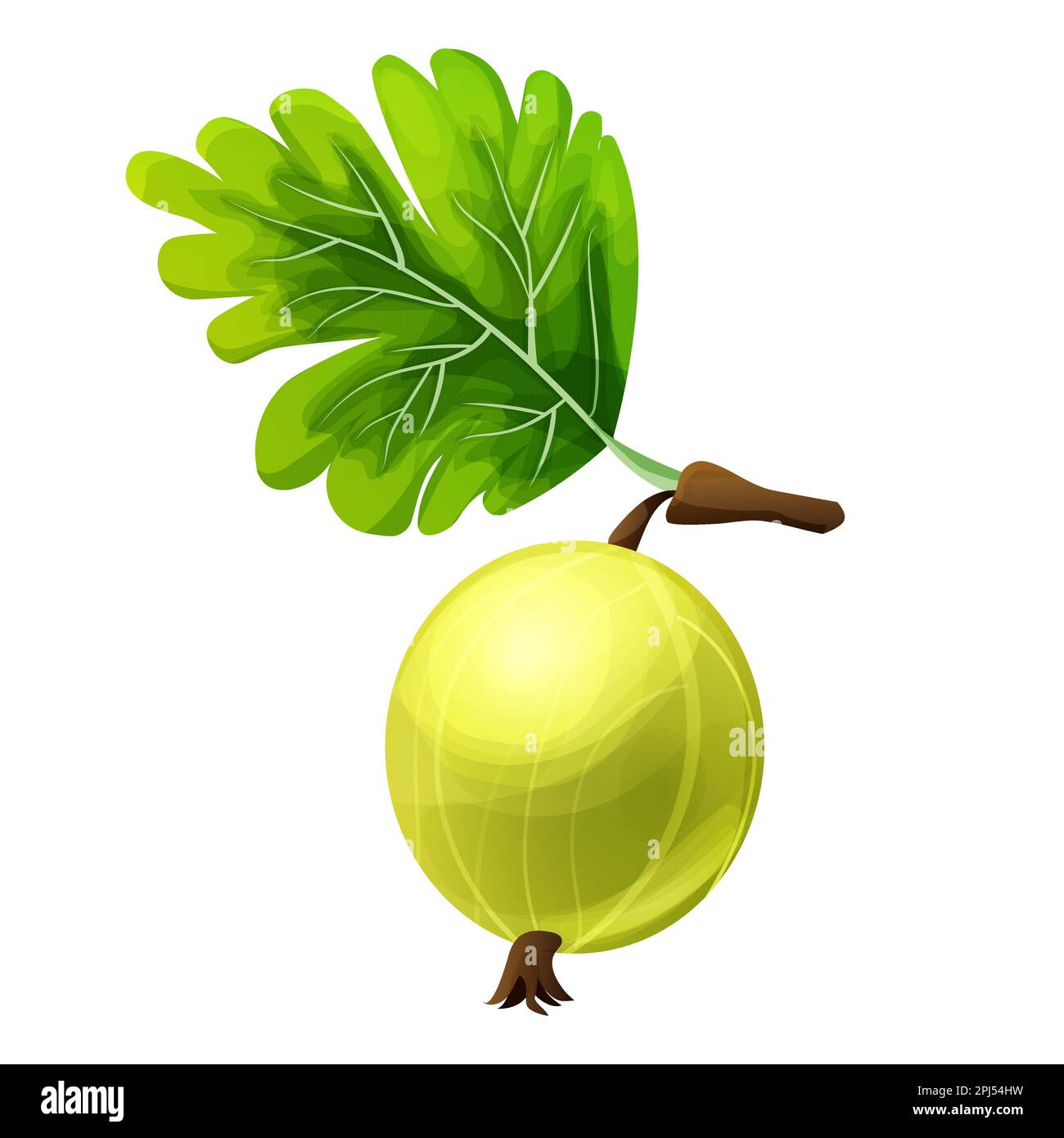 Gooseberry juicy plant in cartoon style isolated on white background ...