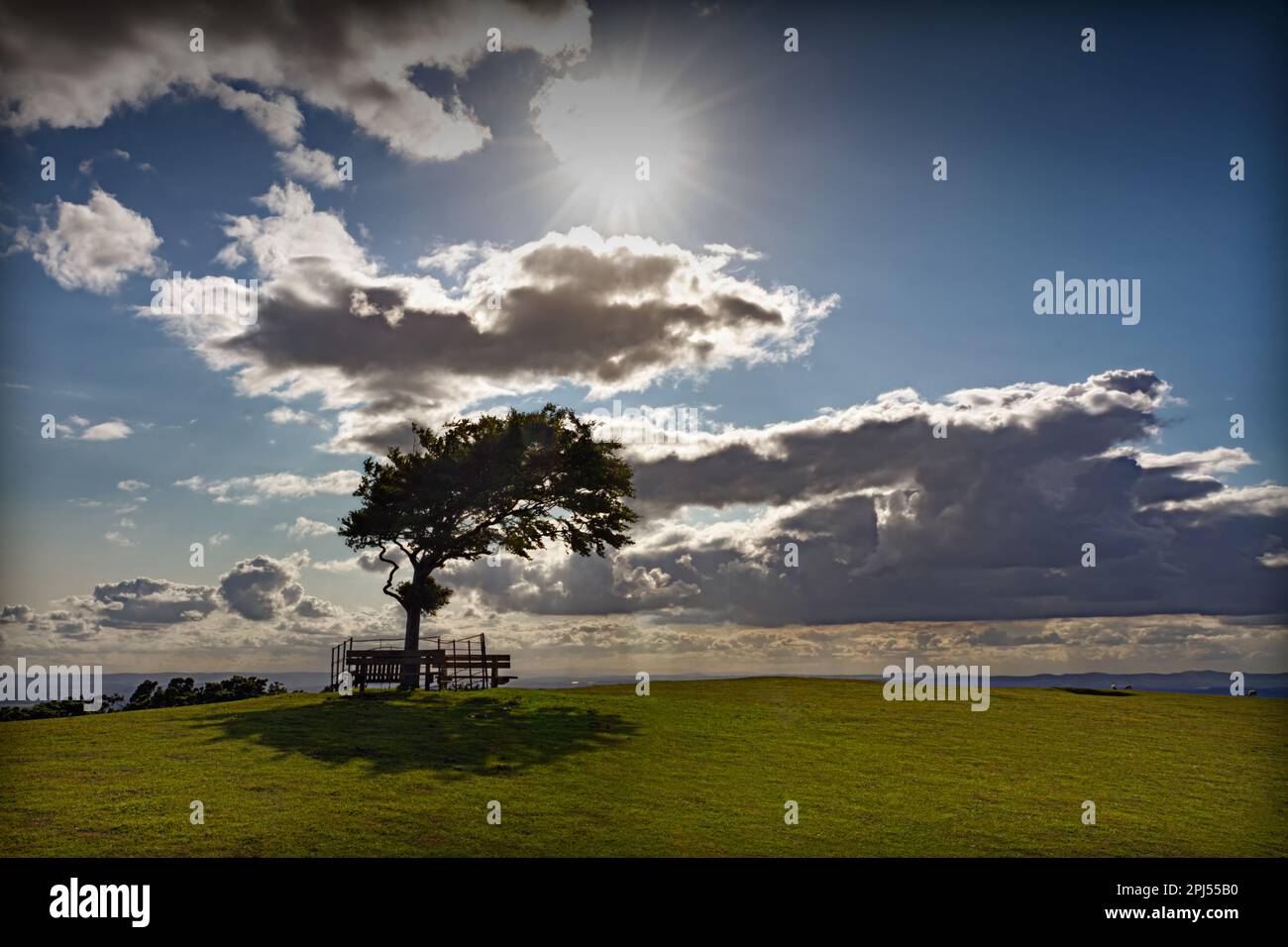 Tree with sun at Cleeve Hill on a windy day, Cotswolds, England Stock ...