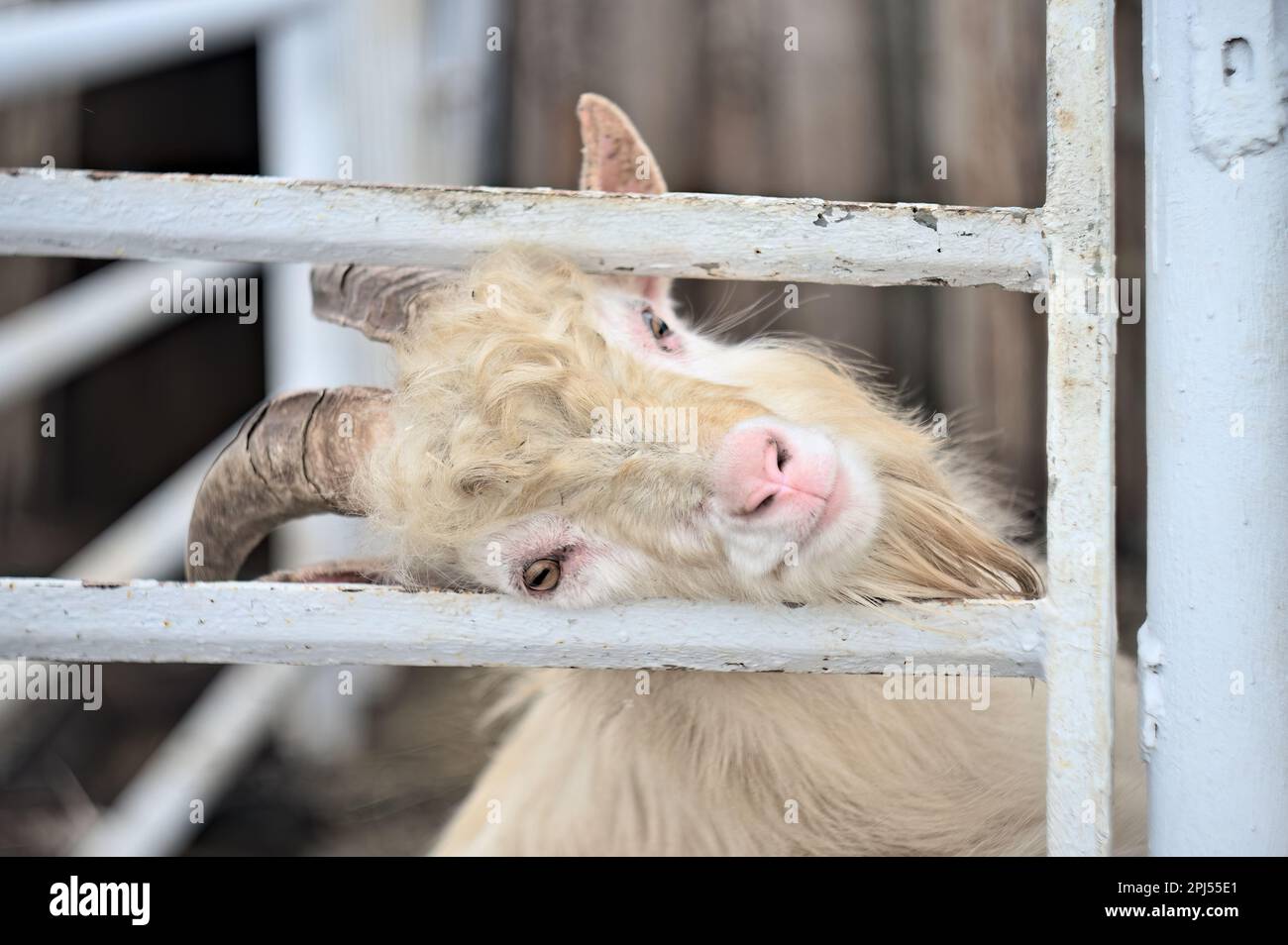 The cute pet goat is in the pen. Animals in agriculture. Portrait Stock ...
