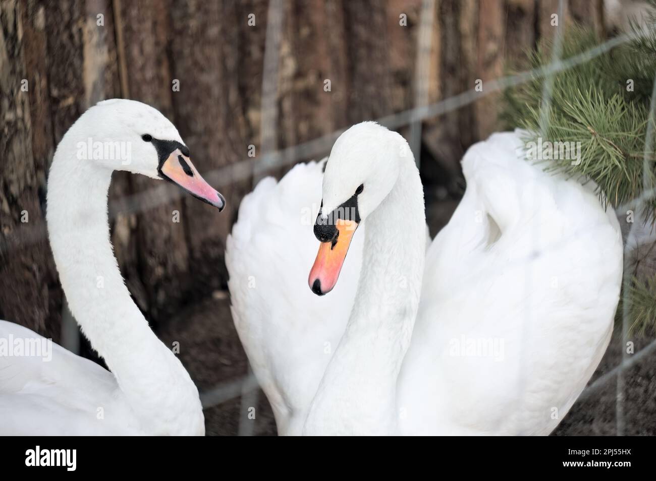 A Beautiful White Swan in a Cozy Cage. A Photo of Domestic Farming and ...