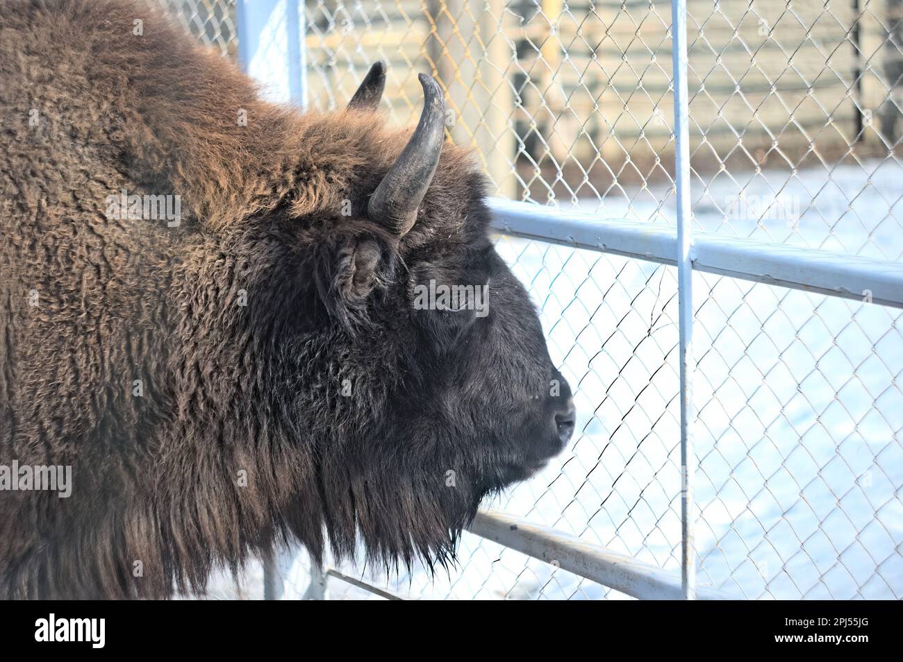 Bison in a pen on a homestead farm Stock Photo - Alamy