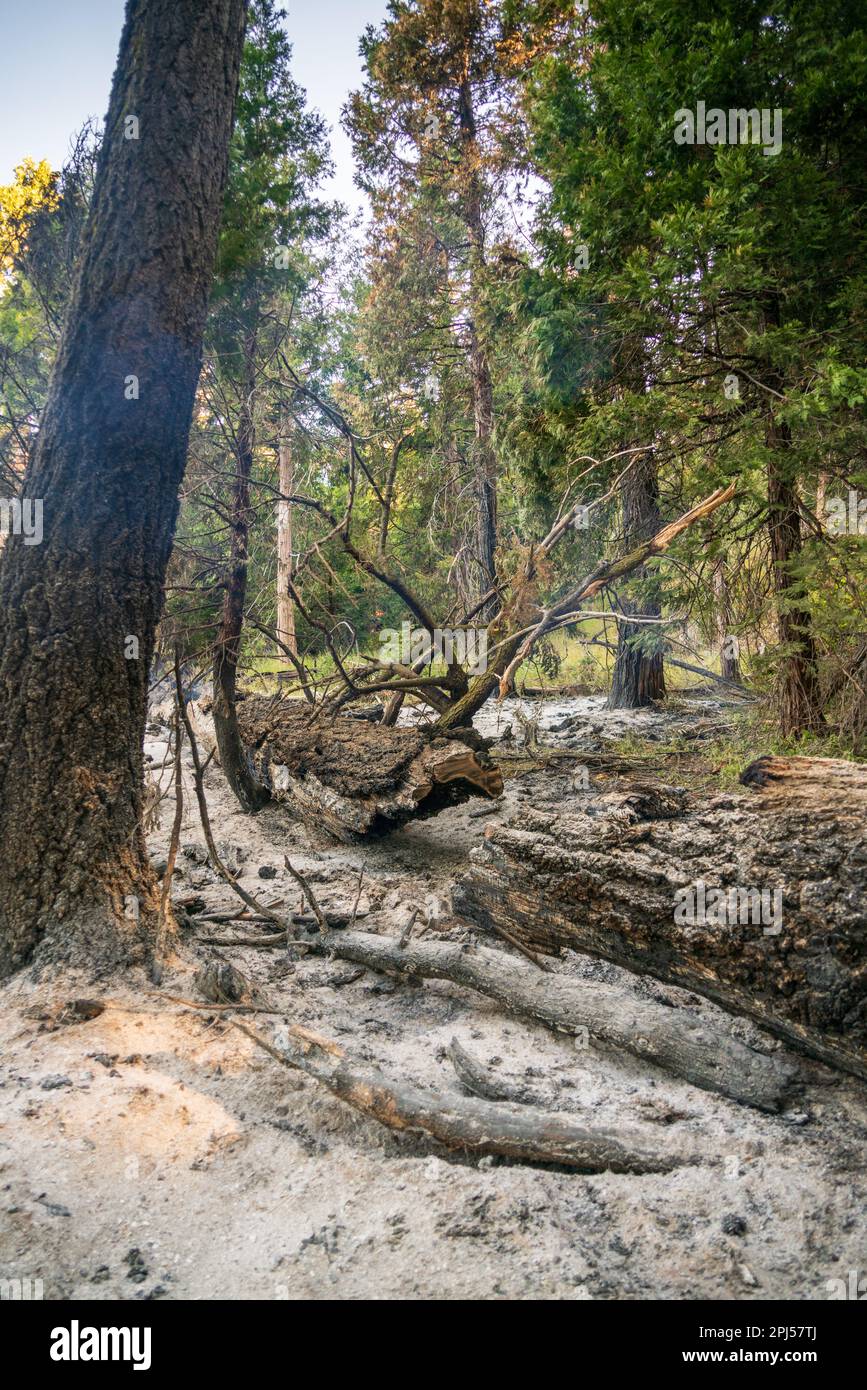 Sequoia National Park in the Sierra Nevada mountains Stock Photo - Alamy