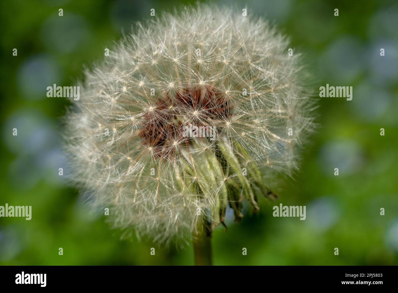 Photo of a dandelion in a lawn hi-res stock photography and images - Alamy