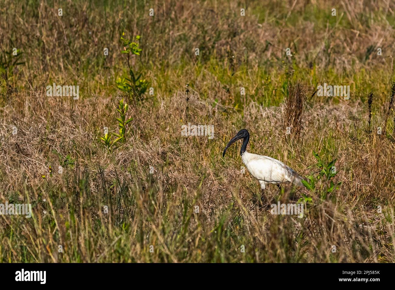 A Black Headed Ibis in a grass land Stock Photo - Alamy