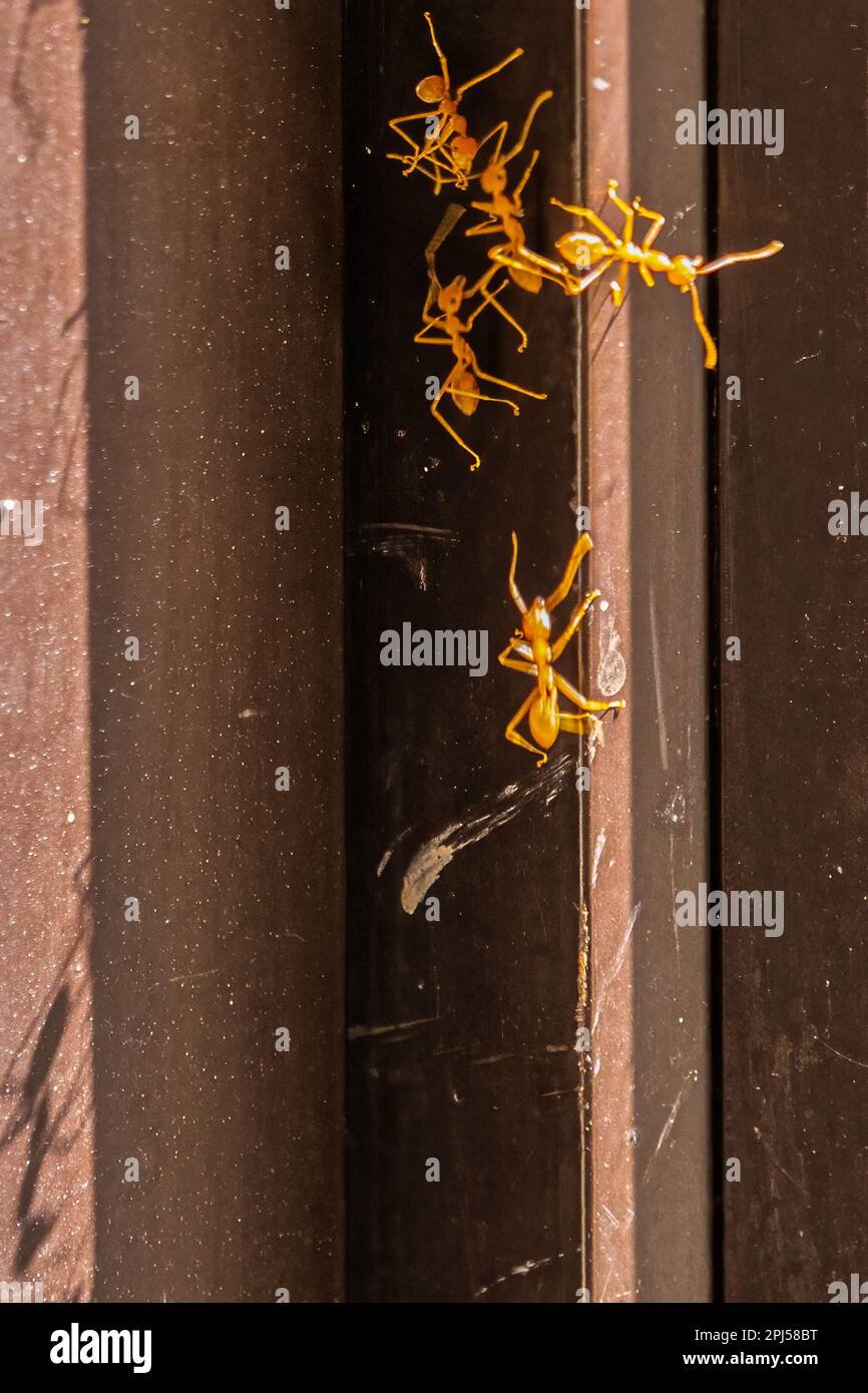 A group of yellow ants roaming on a window Stock Photo - Alamy