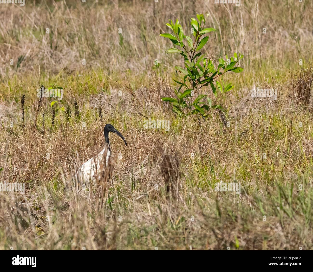 A Black Headed Ibis looking for food in grass land Stock Photo - Alamy
