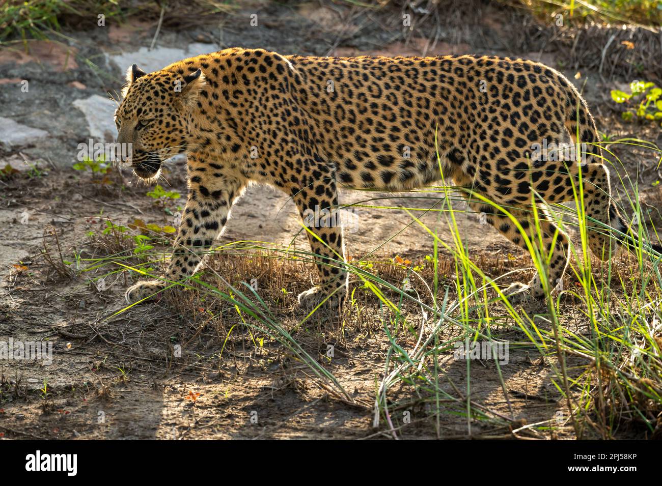 Side view female leopard walking hi-res stock photography and images ...