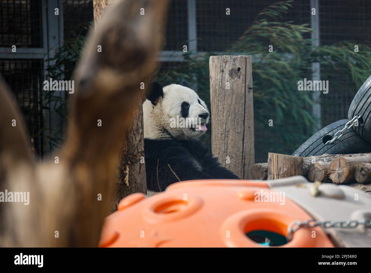 The giant panda Meng Lan is welcomed by tourists at Beijing Zoo ...