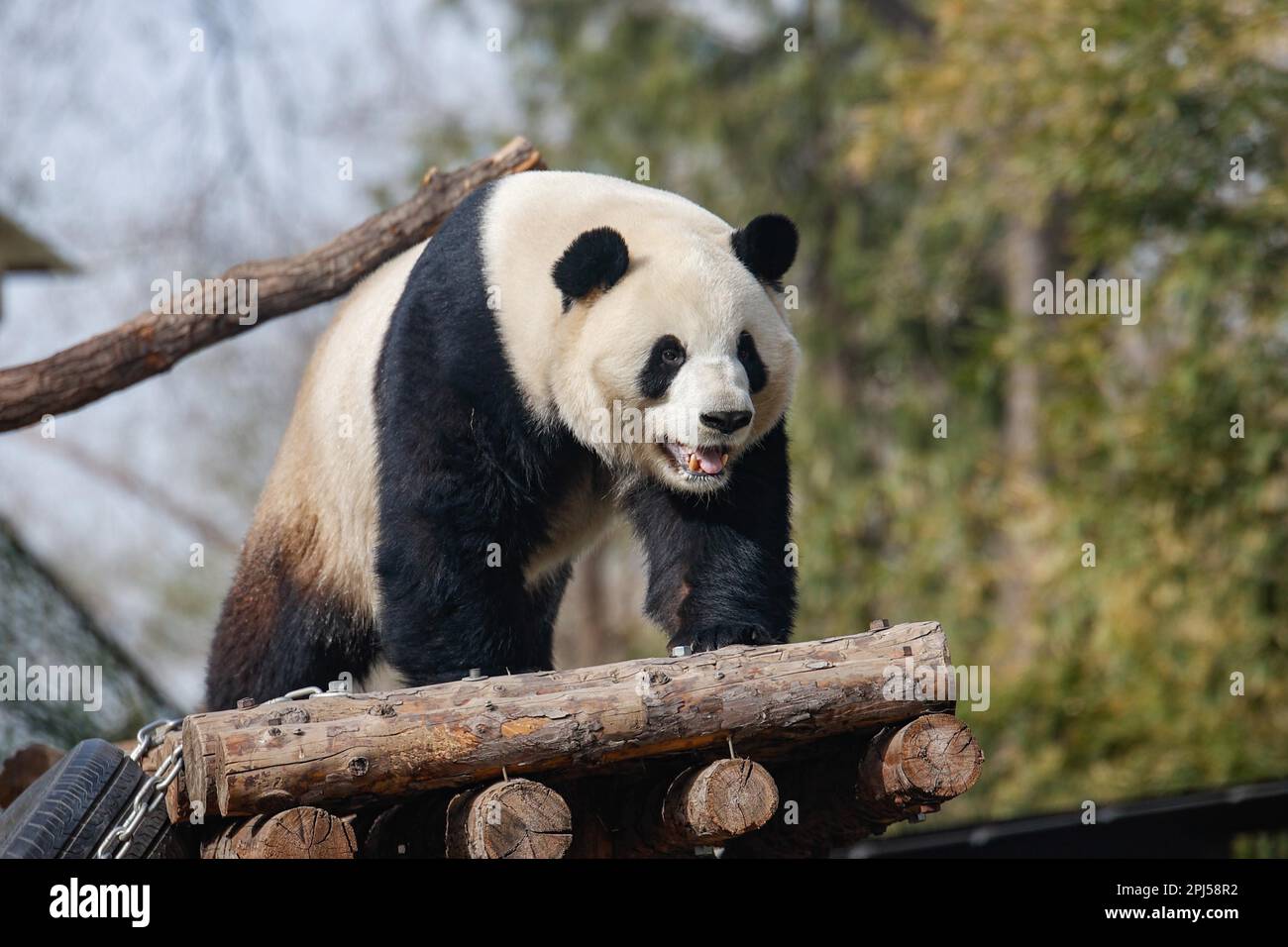 The giant panda Meng Lan is welcomed by tourists at Beijing Zoo ...