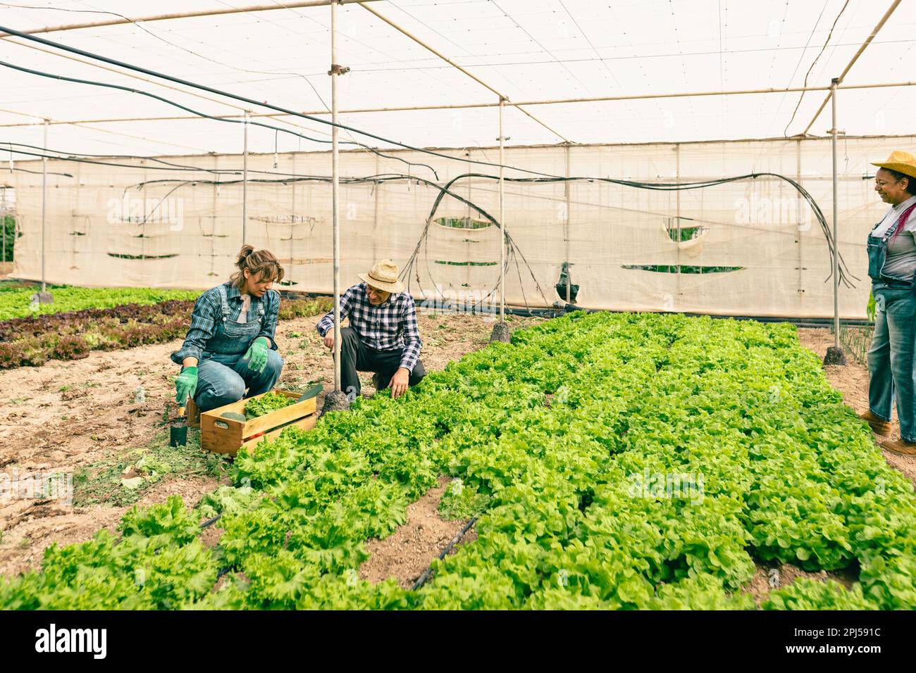 Multiracial farmers harvesting lettuce and vegetables from the ...