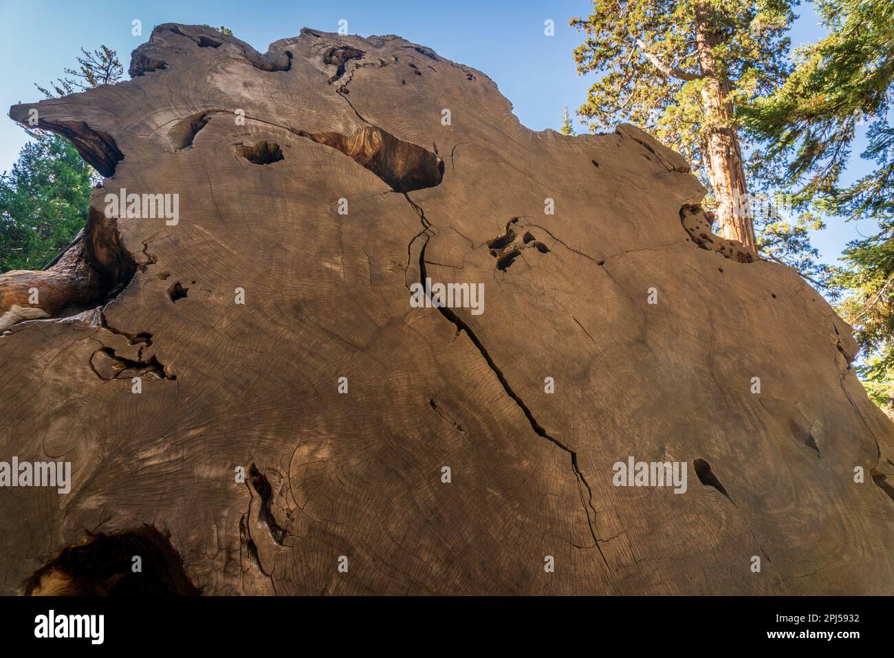 Sequoia National Park in the Sierra Nevada mountains Stock Photo - Alamy