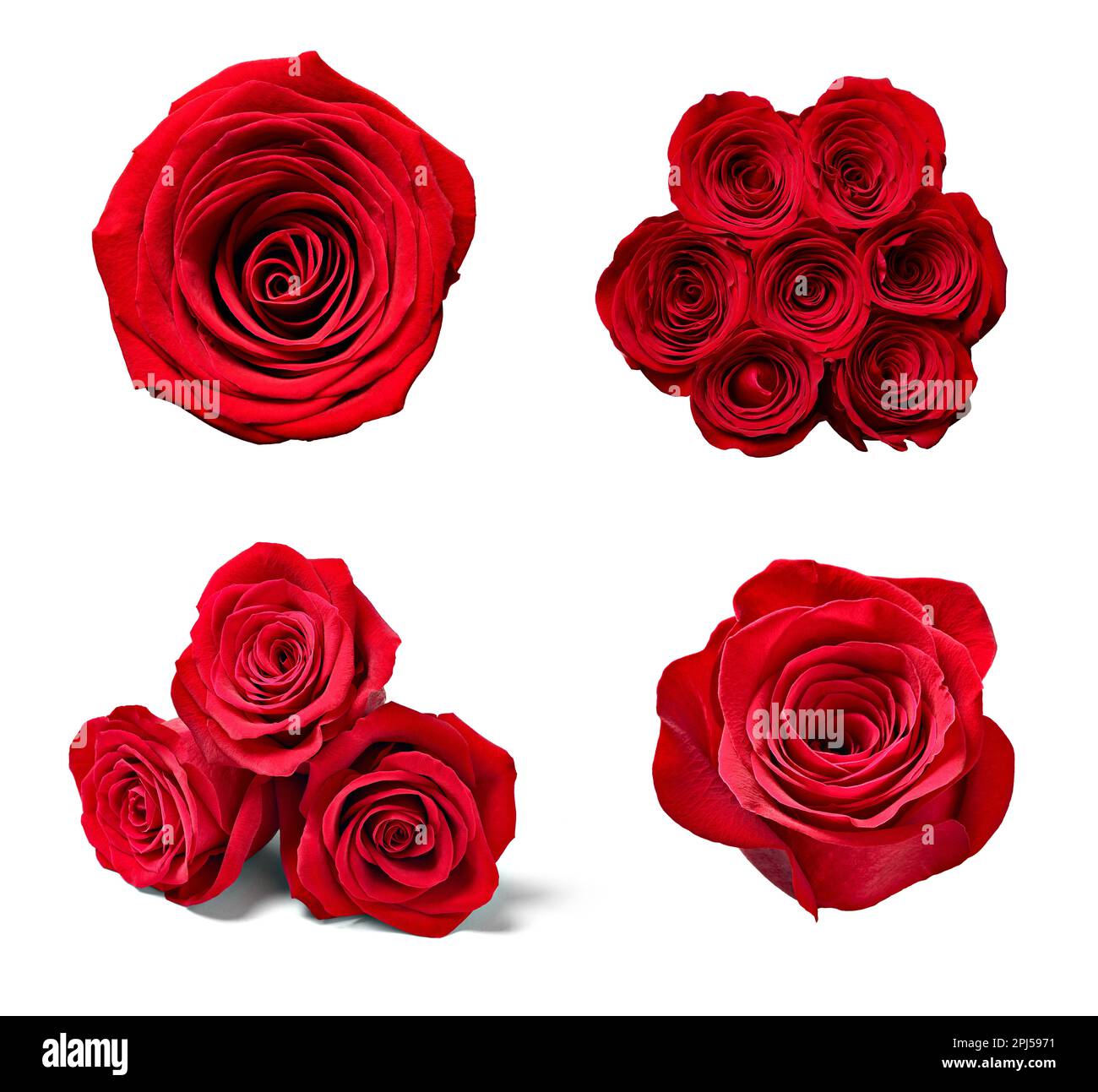 collection of various roses on white background. each one is shot ...
