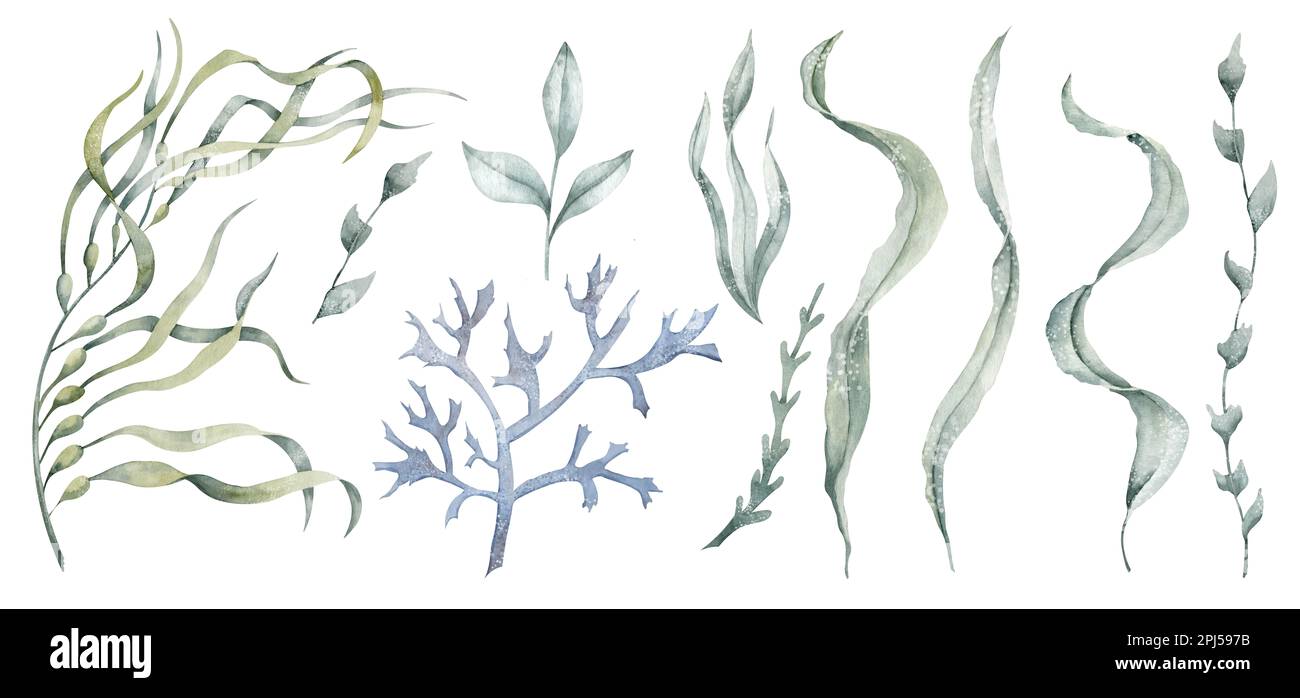 Set with Seaweeds and Algae on isolated background. Hand drawn ...