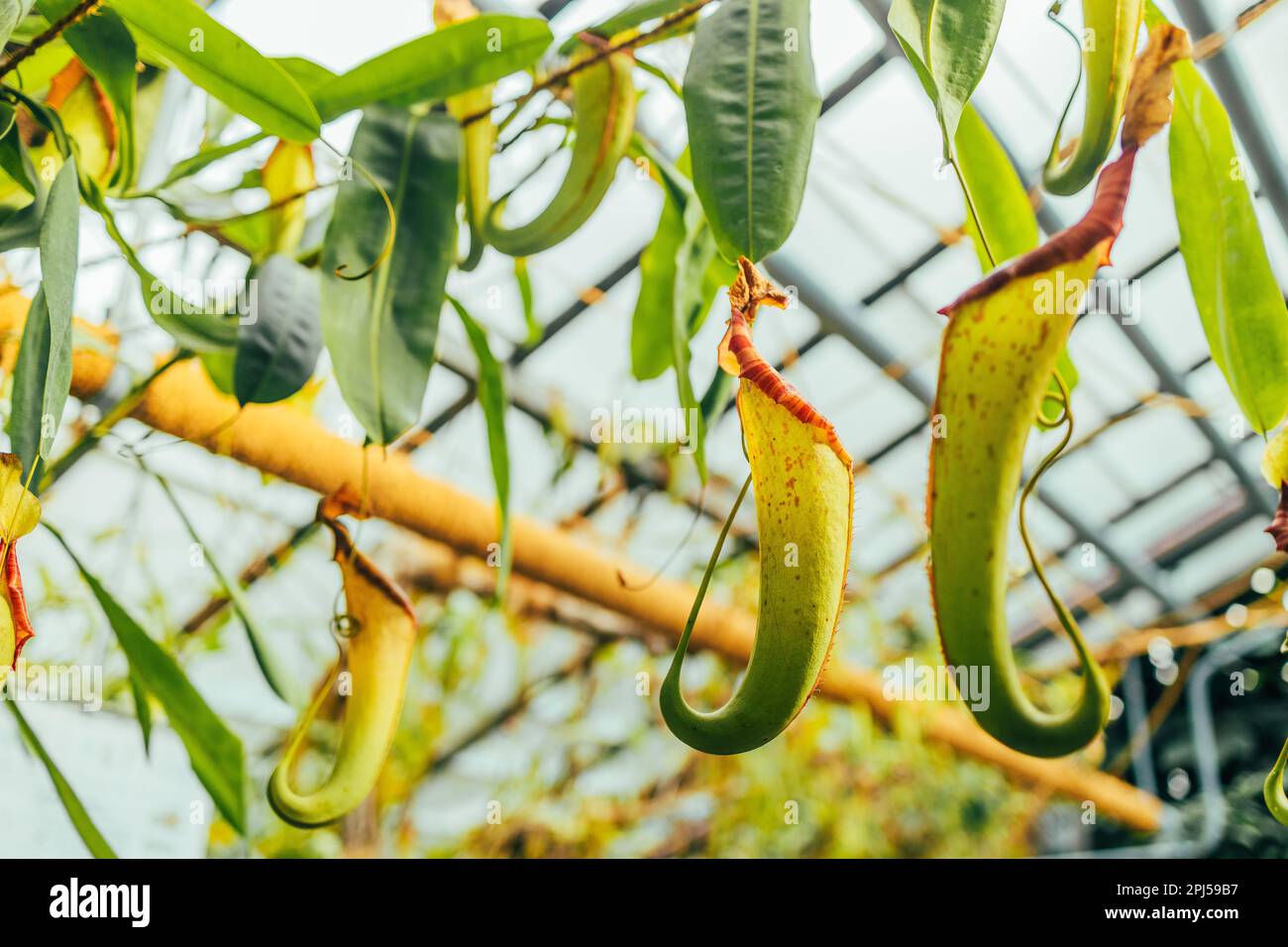 Pitcher Plant or Monkey cup on tree in the botanical garden Stock Photo ...