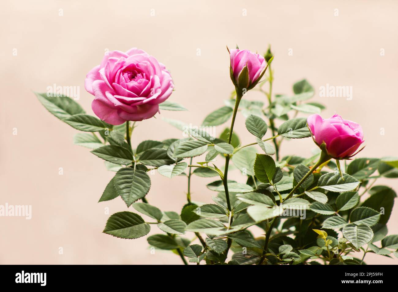 Grace neutral hi-res stock photography and images - Alamy