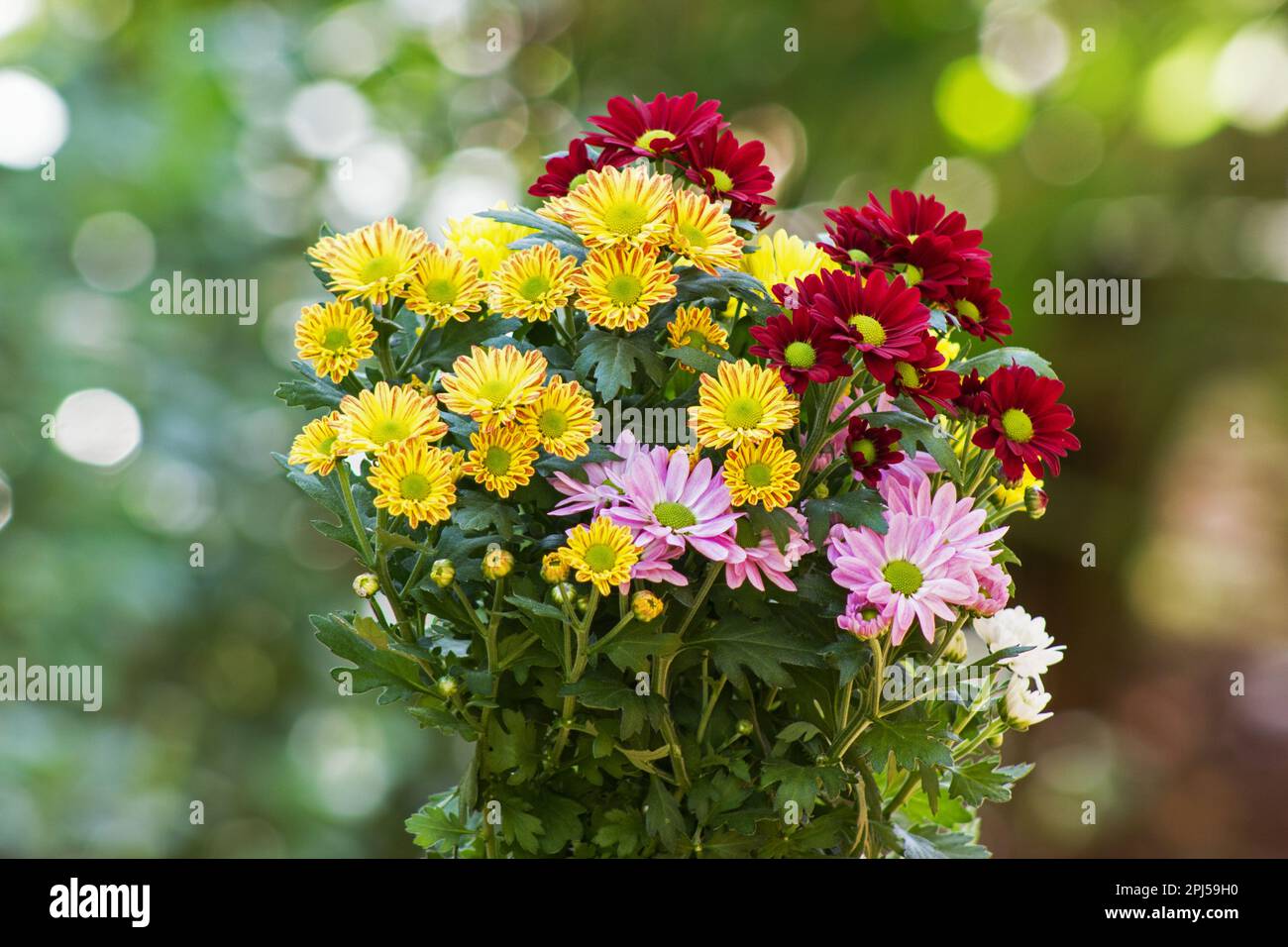 Chrysanthemum flowers on natural background Stock Photo - Alamy