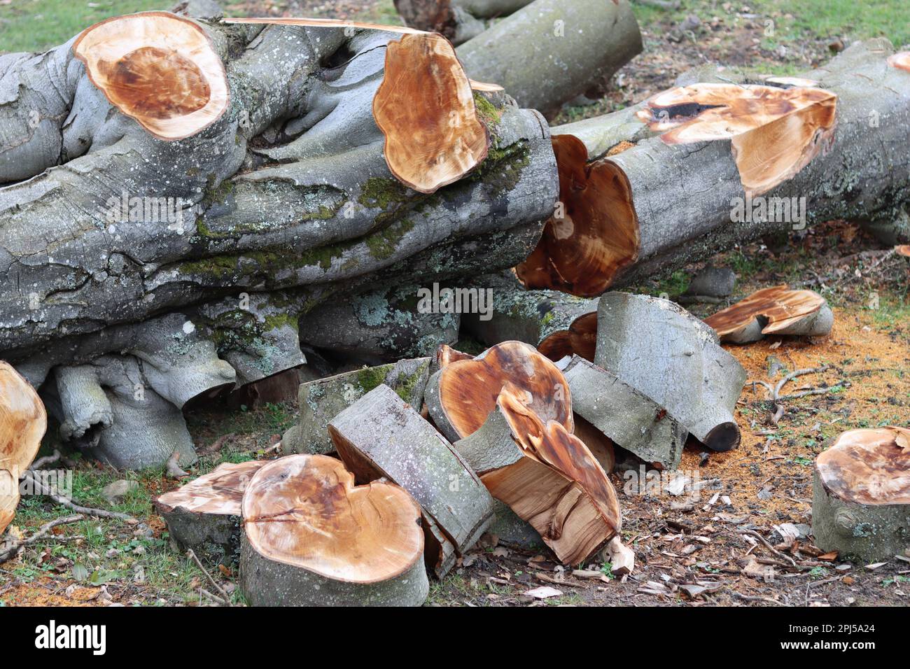 Huge felled tree lying sawn up into sections Stock Photo - Alamy