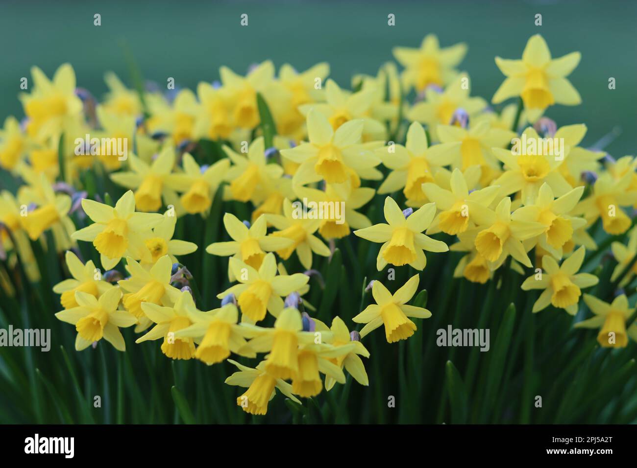 Close up of masses of bright yellow narcissi daffodils in spring ...
