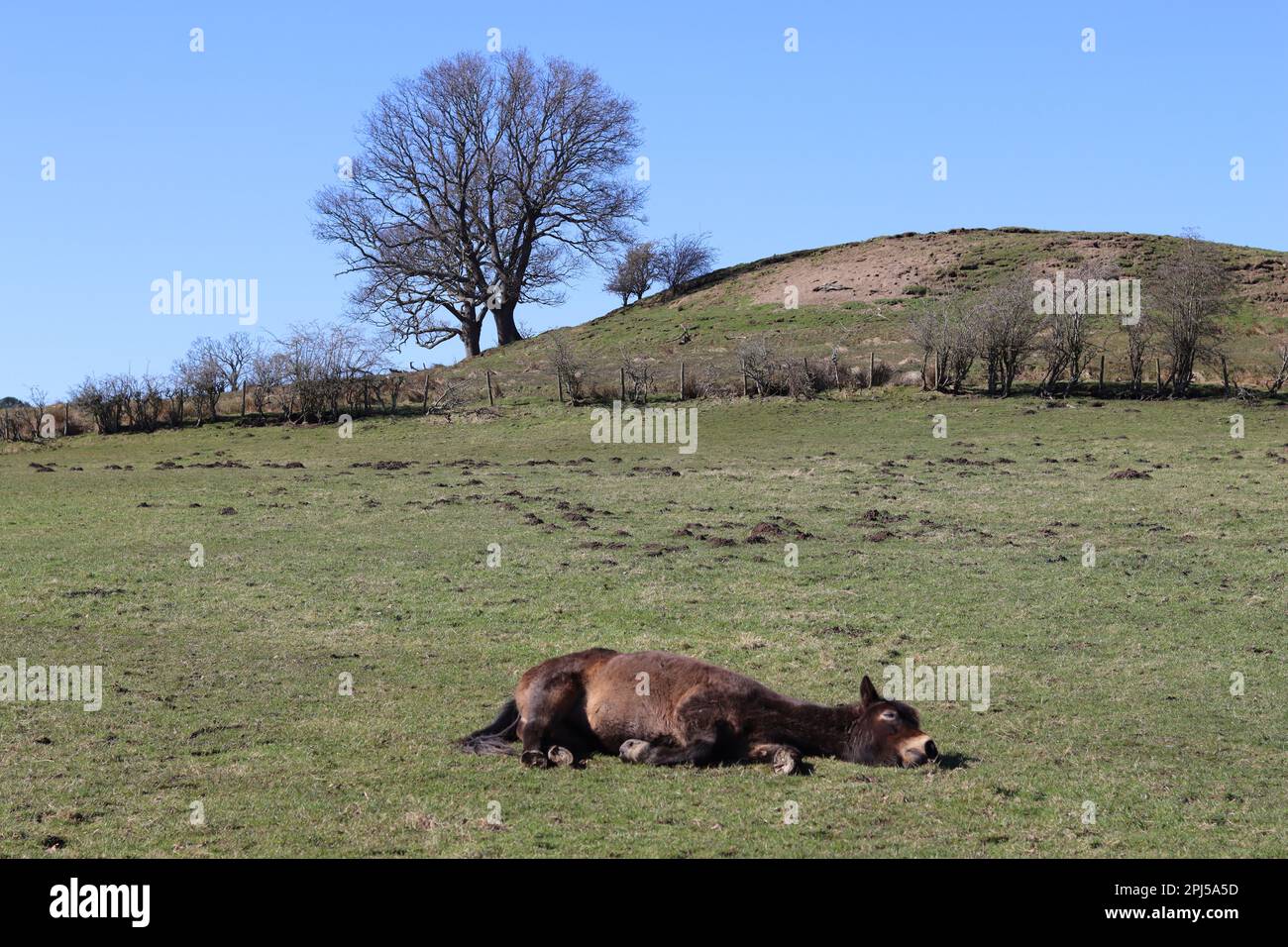 Brown Exmoor pony lying down in a grassy field in bright spring ...