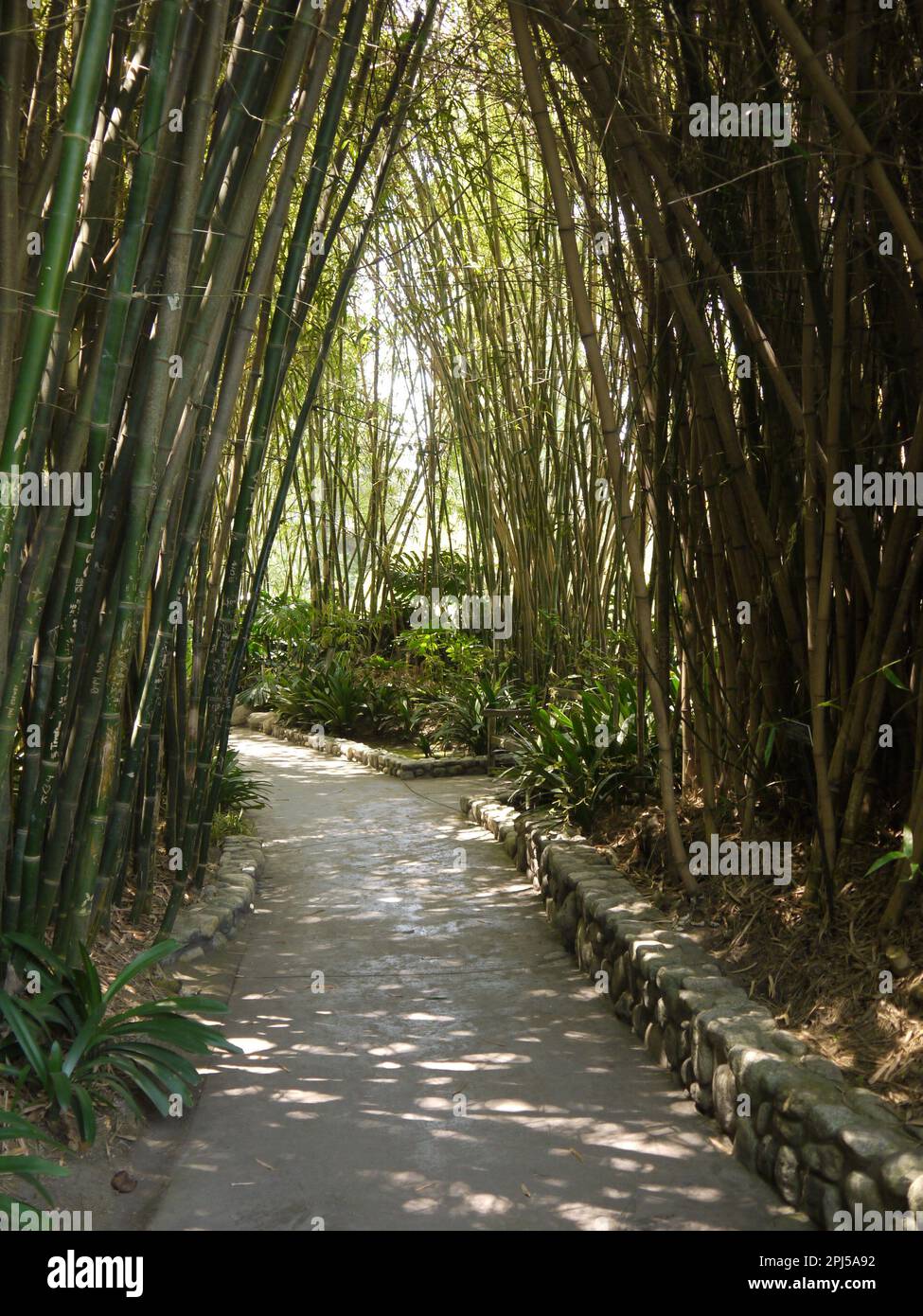 Bamboo path through the Jungle Garden at Huntington Botanical Gardens ...