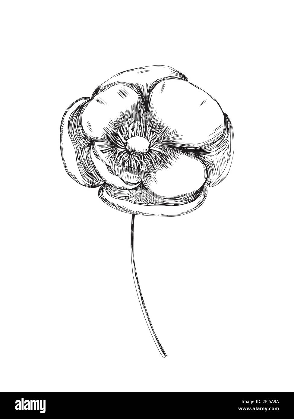Vector poppy flower sketch Stock Vector Image & Art - Alamy
