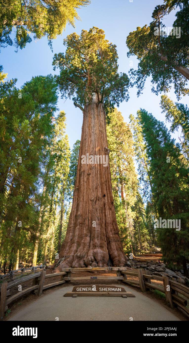 Sequoia National Park in the Sierra Nevada mountains Stock Photo - Alamy