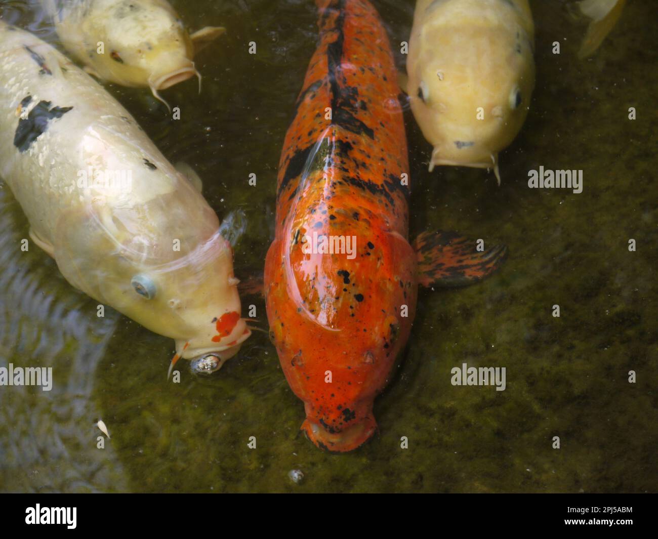 Koi in the Lily Ponds at Huntington Botanical Gardens, San Marino Stock ...